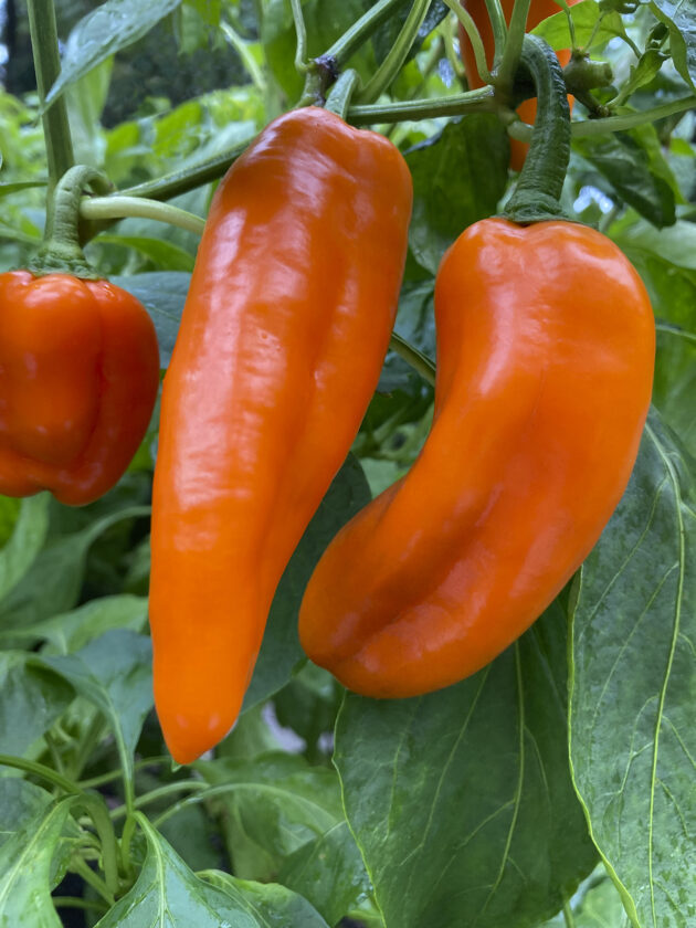 Bigger, better, tougher? A look at 2023’s new garden plants | News ...
